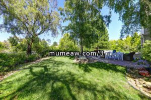 ขายต้นซิลเวอร์โอ๊ค ไม้จัดสวนสวย ปลูกภายในบ้านได้ดี – Mumeaw